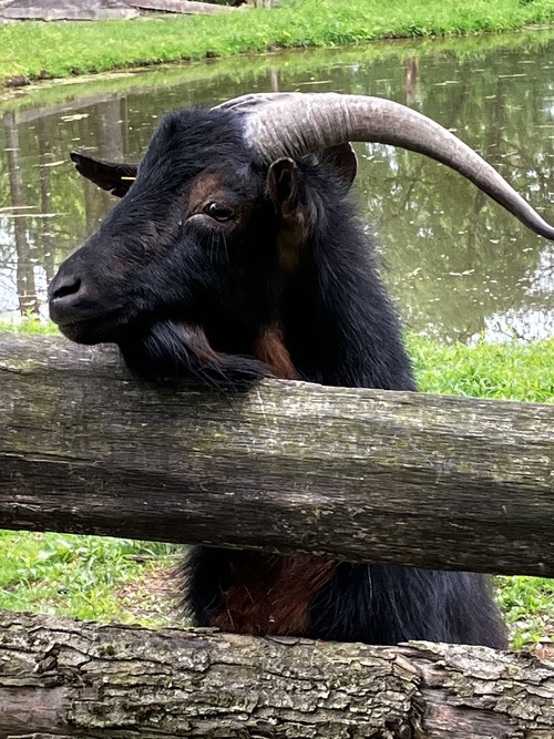 Problems With the Polled Goat - Goat Journal